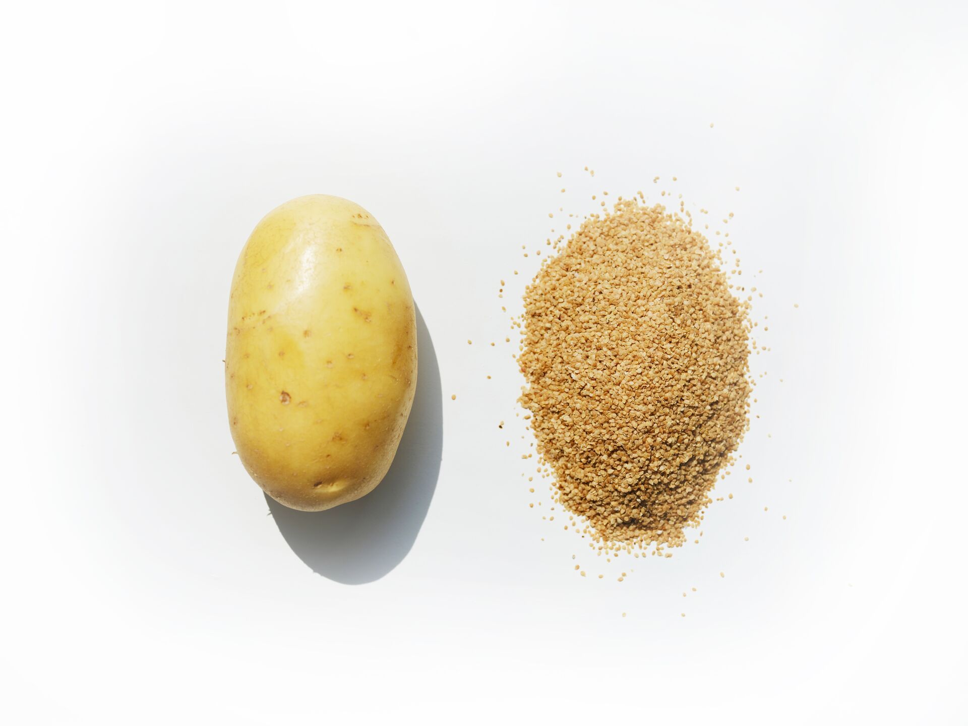 Hybrid potato breeding › HZPC