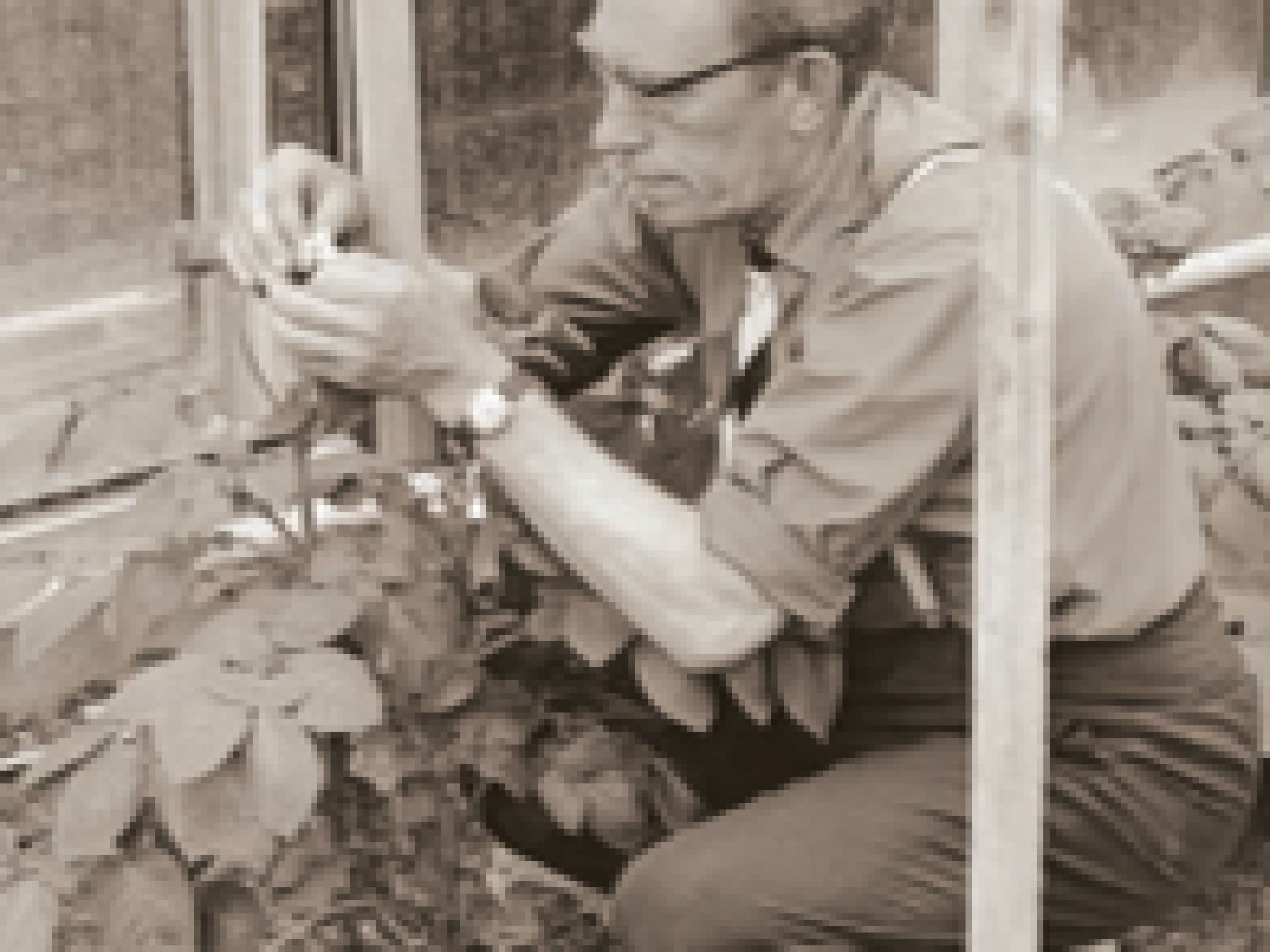 Potato Innovators since 1898 › HZPC