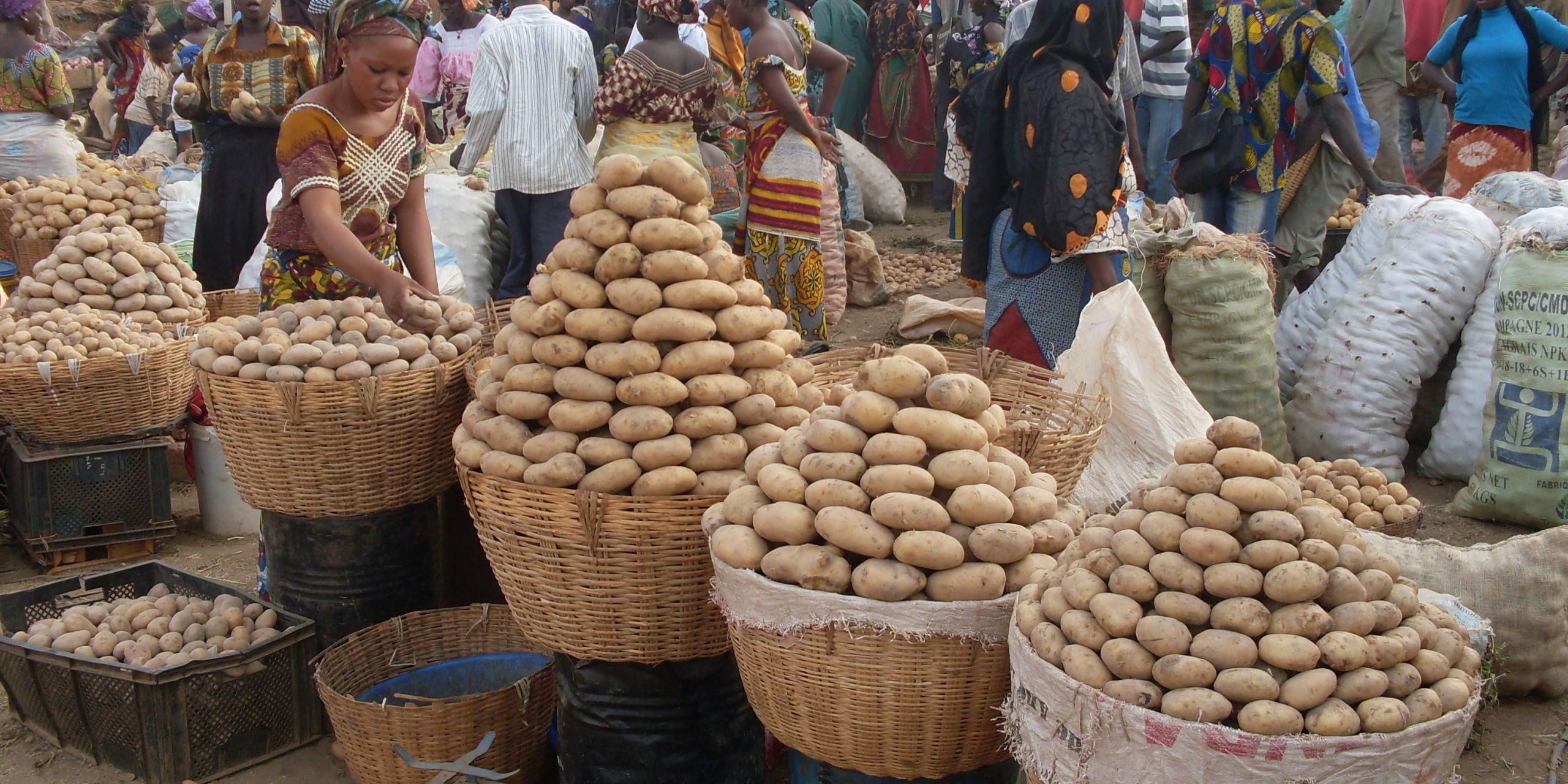 Hybrid potato breeding › HZPC