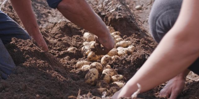 HZPC potato varieties