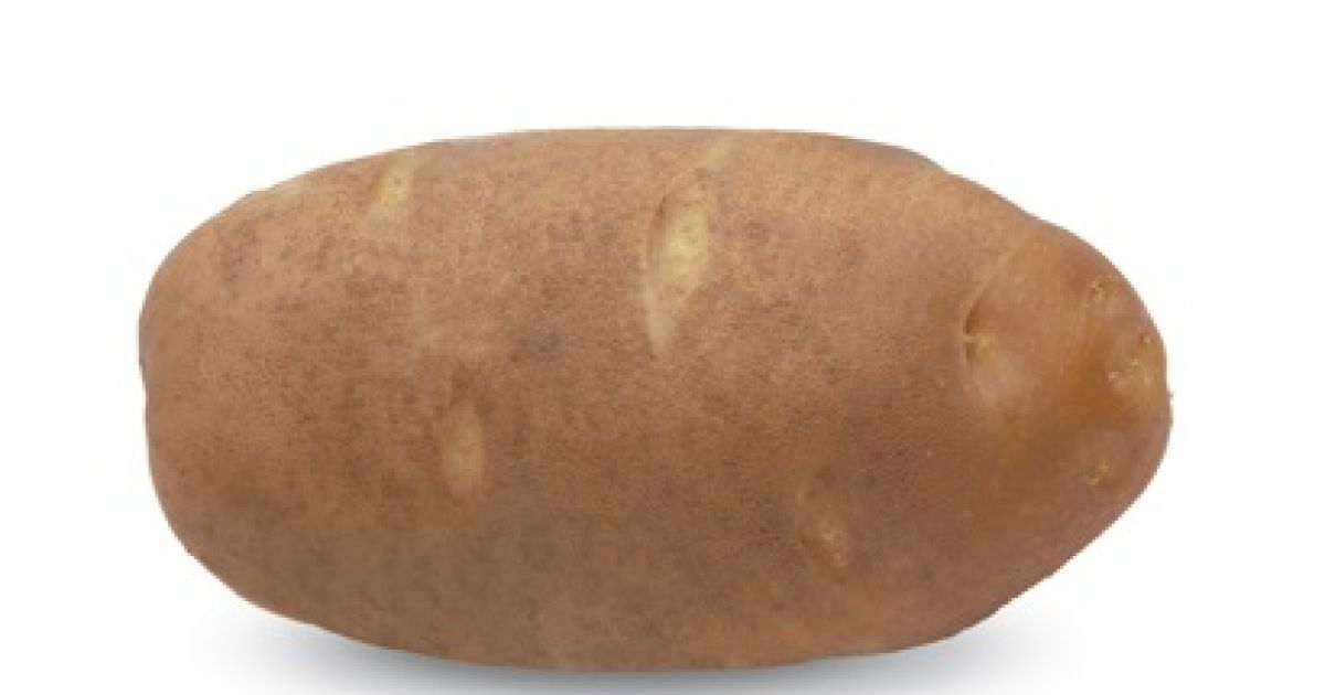 Ivory Russet › HZPC