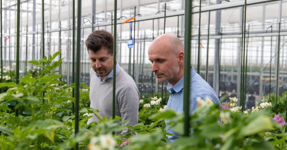 Potato genomes under the microscope › HZPC