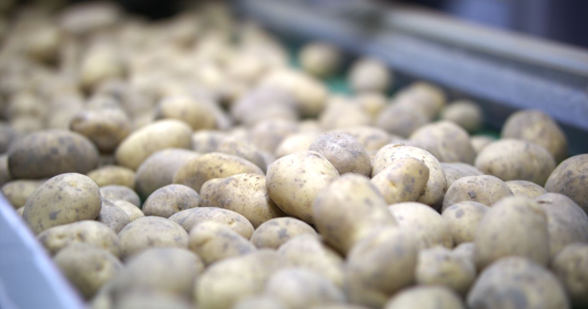 The Potato Valley lanceert film over hoe Nederlandse pootaardappelen de ...