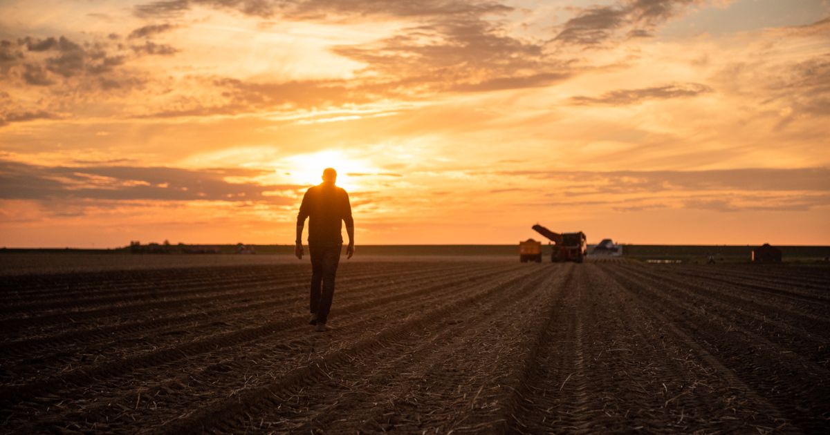 Cayman in top 20 most innovative plant varieties 2020 › HZPC