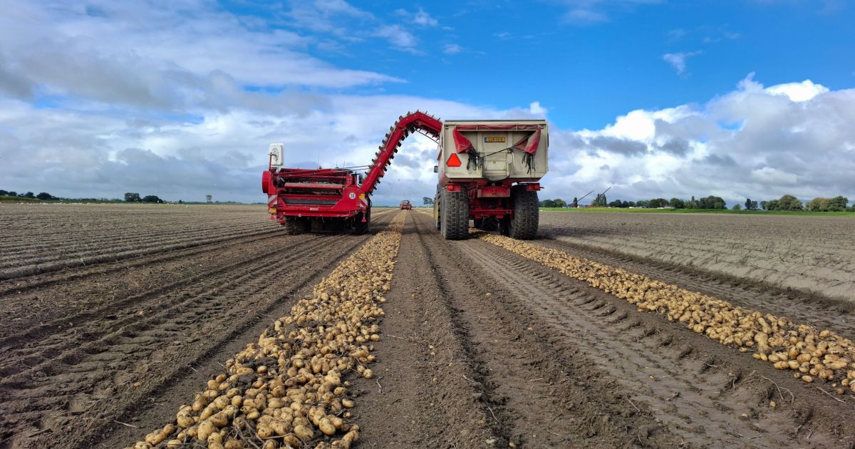 Resilience and transformation in fiscal year 2023/2024 › HZPC