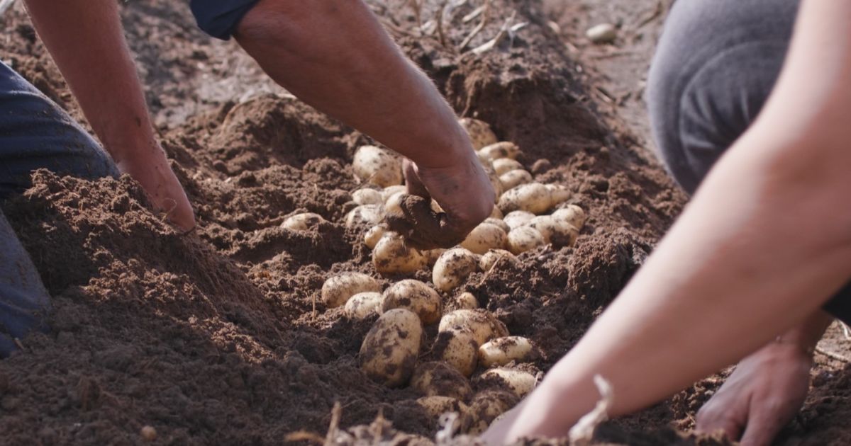 HZPC potato varieties