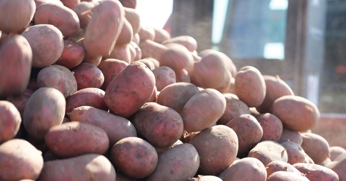 Royal HZPC Group seriously affected by cybercrime › HZPC