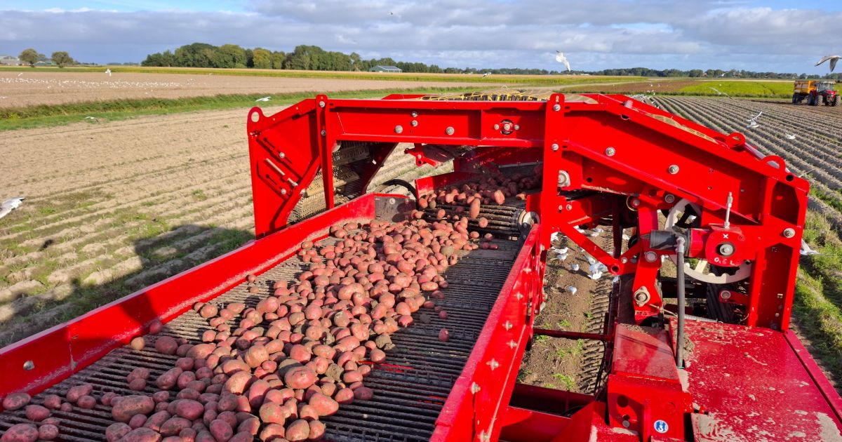 Royal HZPC Group expects strong result › HZPC