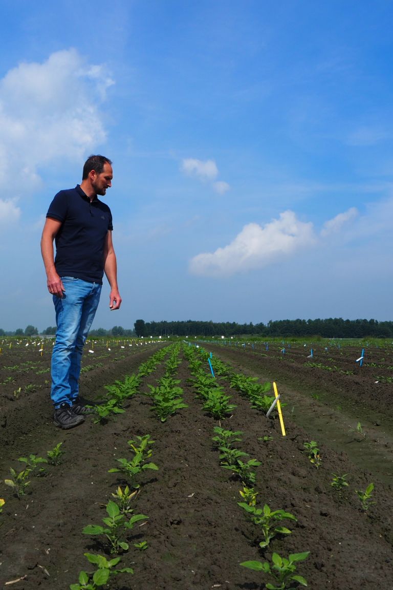 Hybrid potato breeding › HZPC